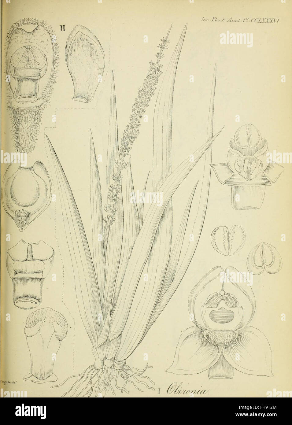 A botanical work featuring detailed illustrations and descriptions of ...