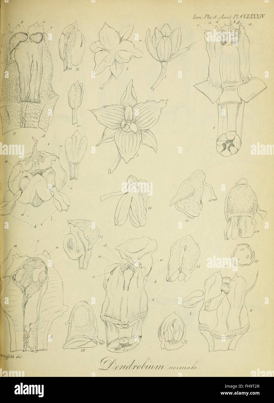 A botanical work featuring illustrations of plants native to Asia ...
