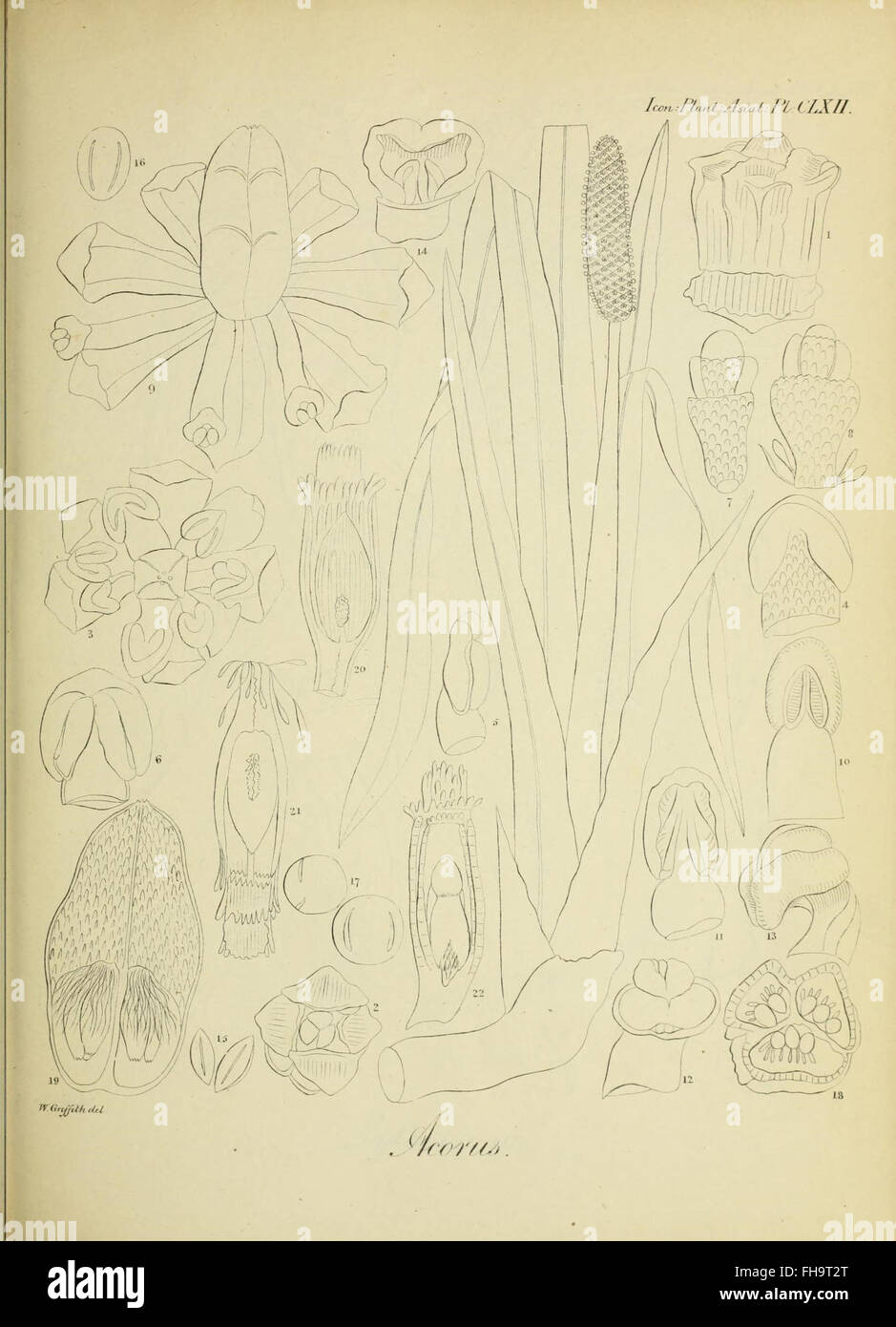 An illustrated botanical work featuring the plants of Asia, housed at ...