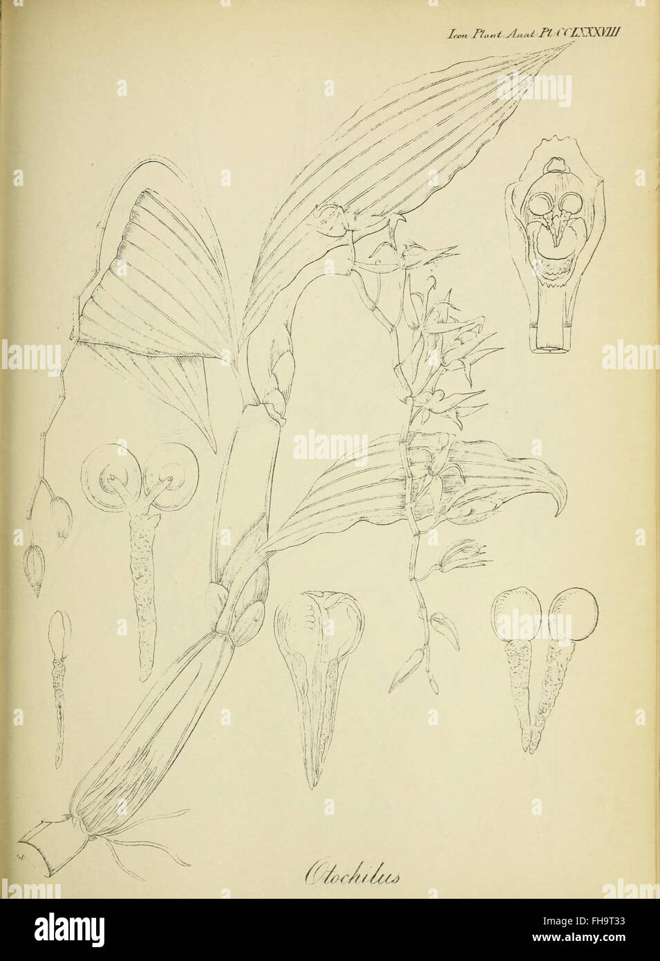 A botanical work on the plants of Asia, featuring illustrations and ...