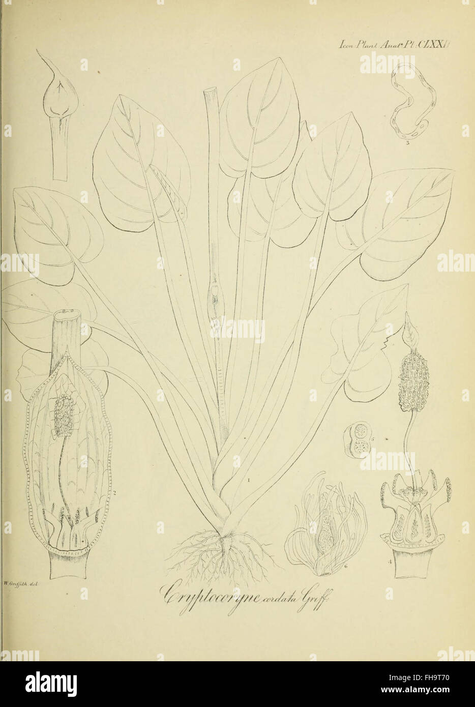 Icones Plantarum Asiaticarum is a botanical collection of plant ...
