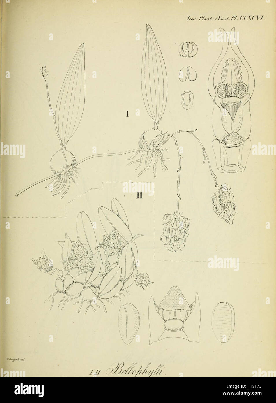 A botanical work featuring illustrations of Asian plants, part of the ...