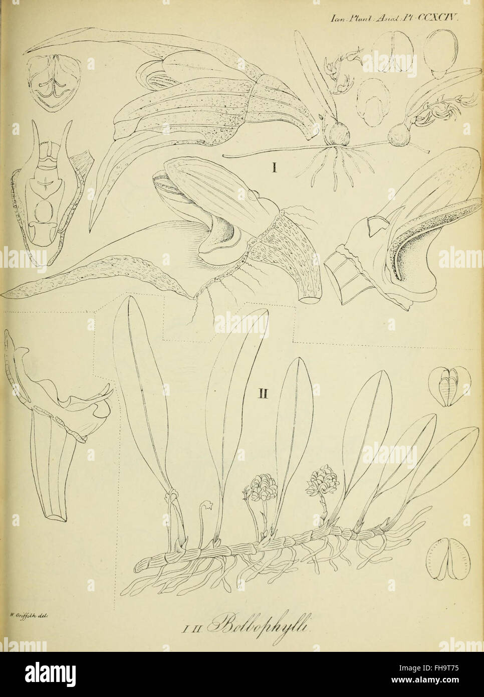 An atlas of Asian plants, showcasing detailed botanical illustrations ...