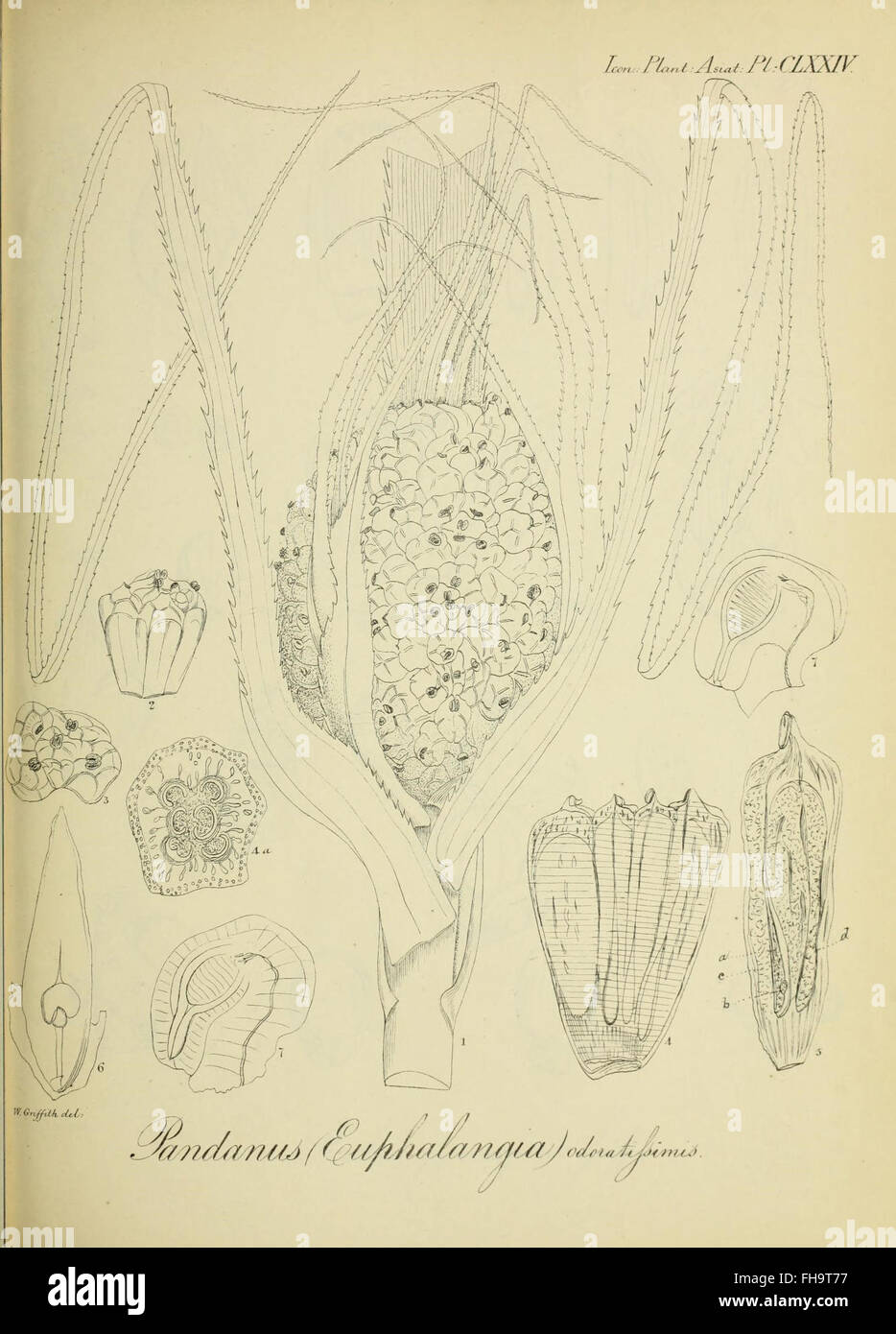 A botanical collection of plant species from Asia, illustrating the ...