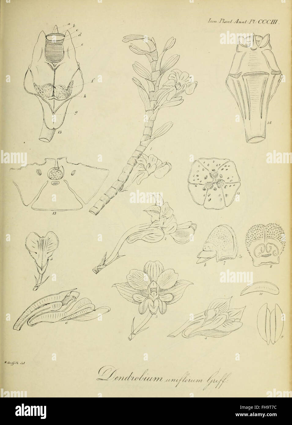Botanical illustrations from 'Icones plantarum asiaticarum,' featuring ...