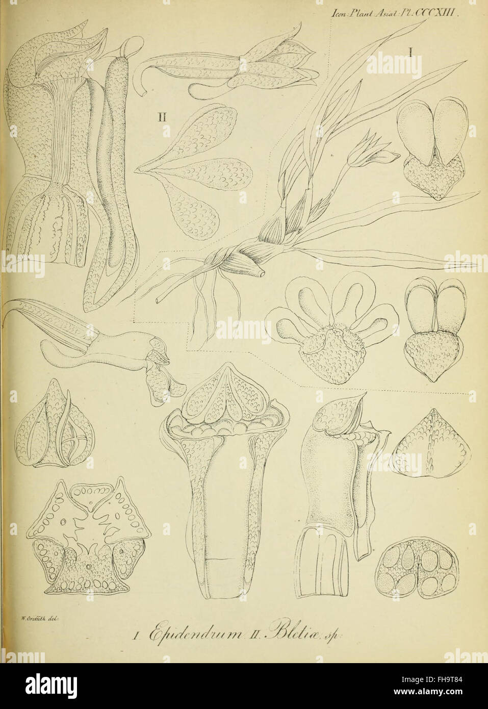 An illustrated work on the plants of Asia, showcasing diverse species ...