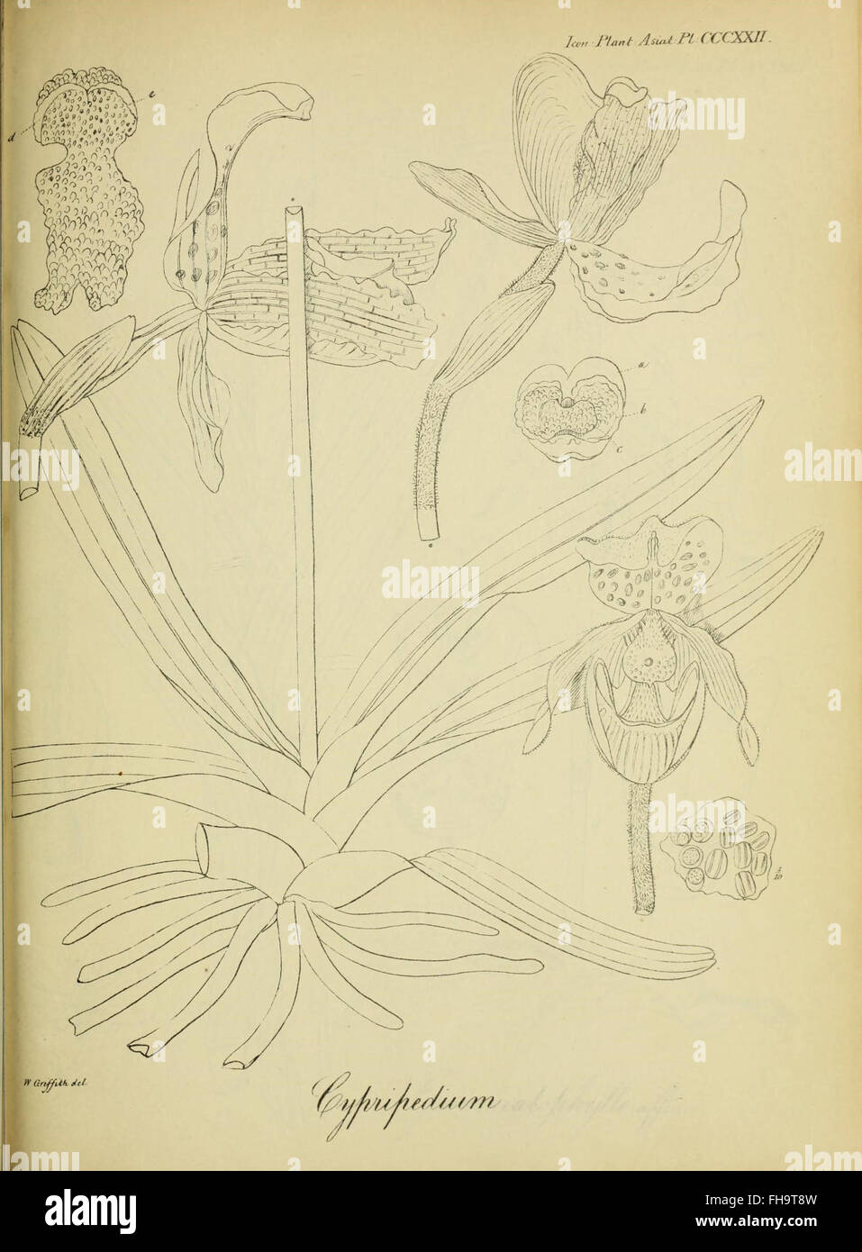 Icones Plantarum Asiaticarum, a botanical work documenting the plant ...