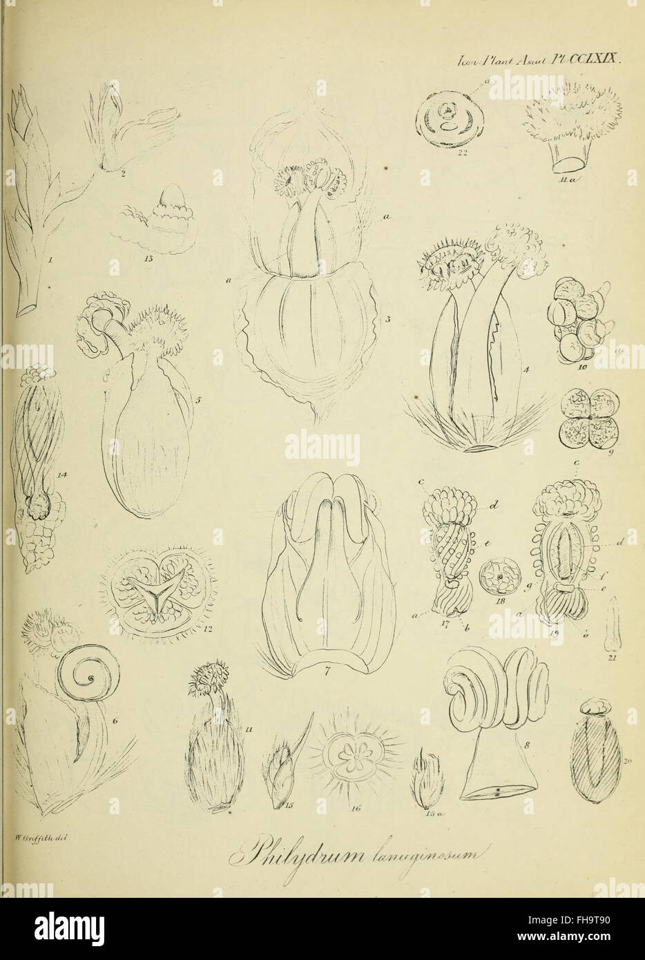 Icones Plantarum Asiaticarum, Asia, Botany, Harvard University Botany ...