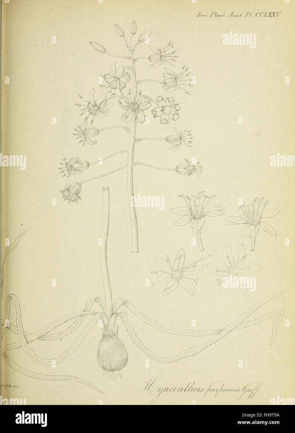A detailed botanical work showcasing the plants of Asia, housed in the ...