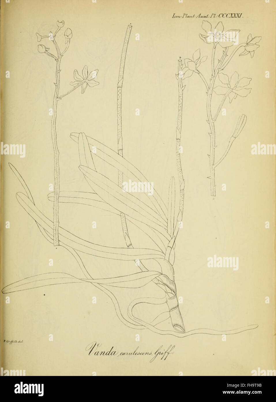 Icones Plantarum Asiaticarum, Asian Plants, Harvard University Botany ...