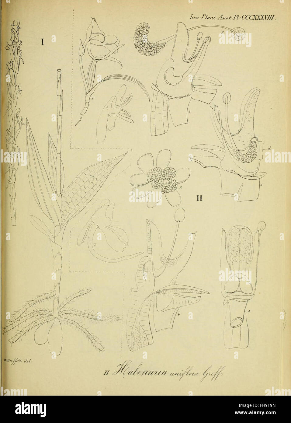 Icones Plantarum Asiaticarum, Asia, Botany, Harvard University, Botany ...