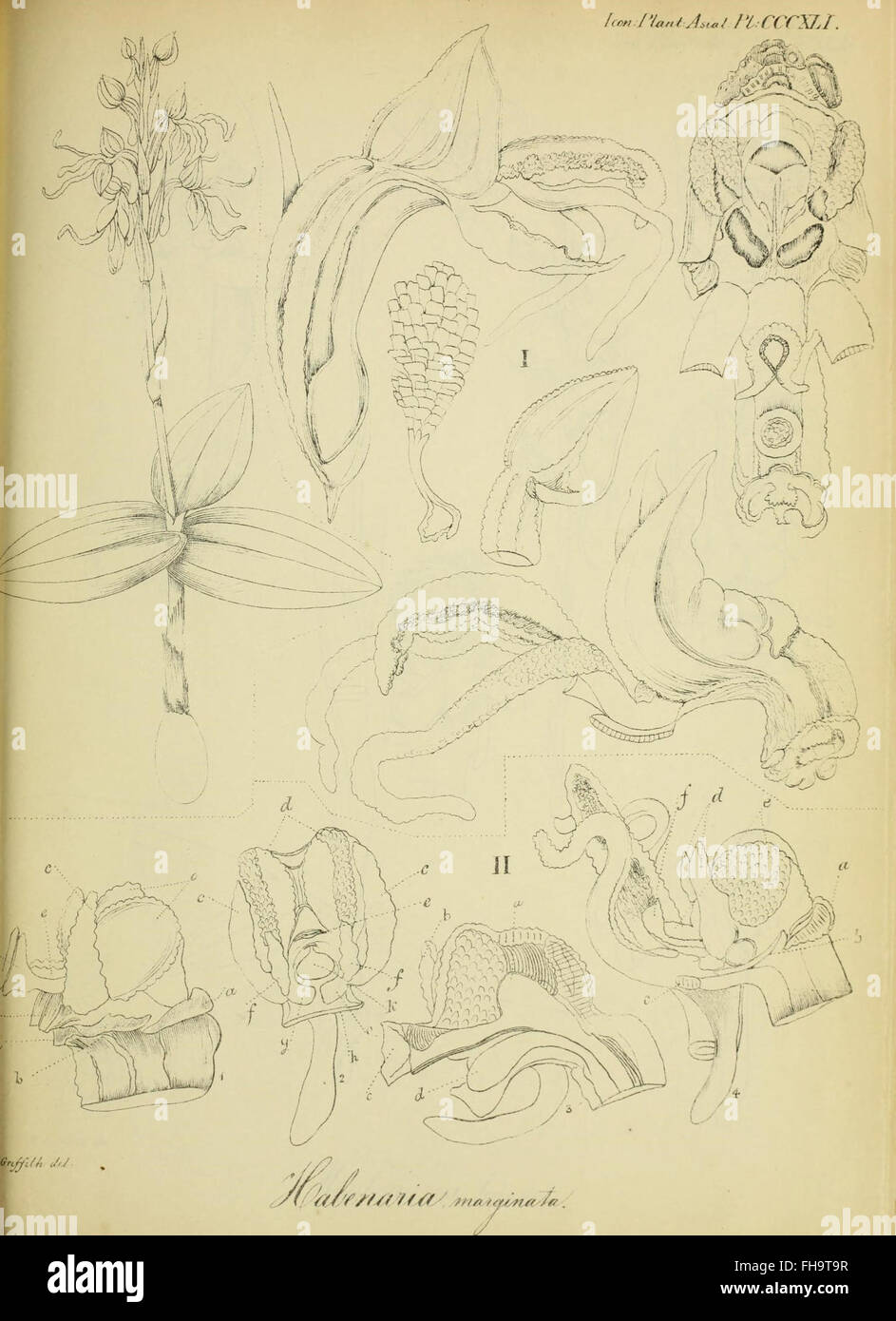 Icones plantarum asiaticarum, Asia Botany Harvard University Botany ...