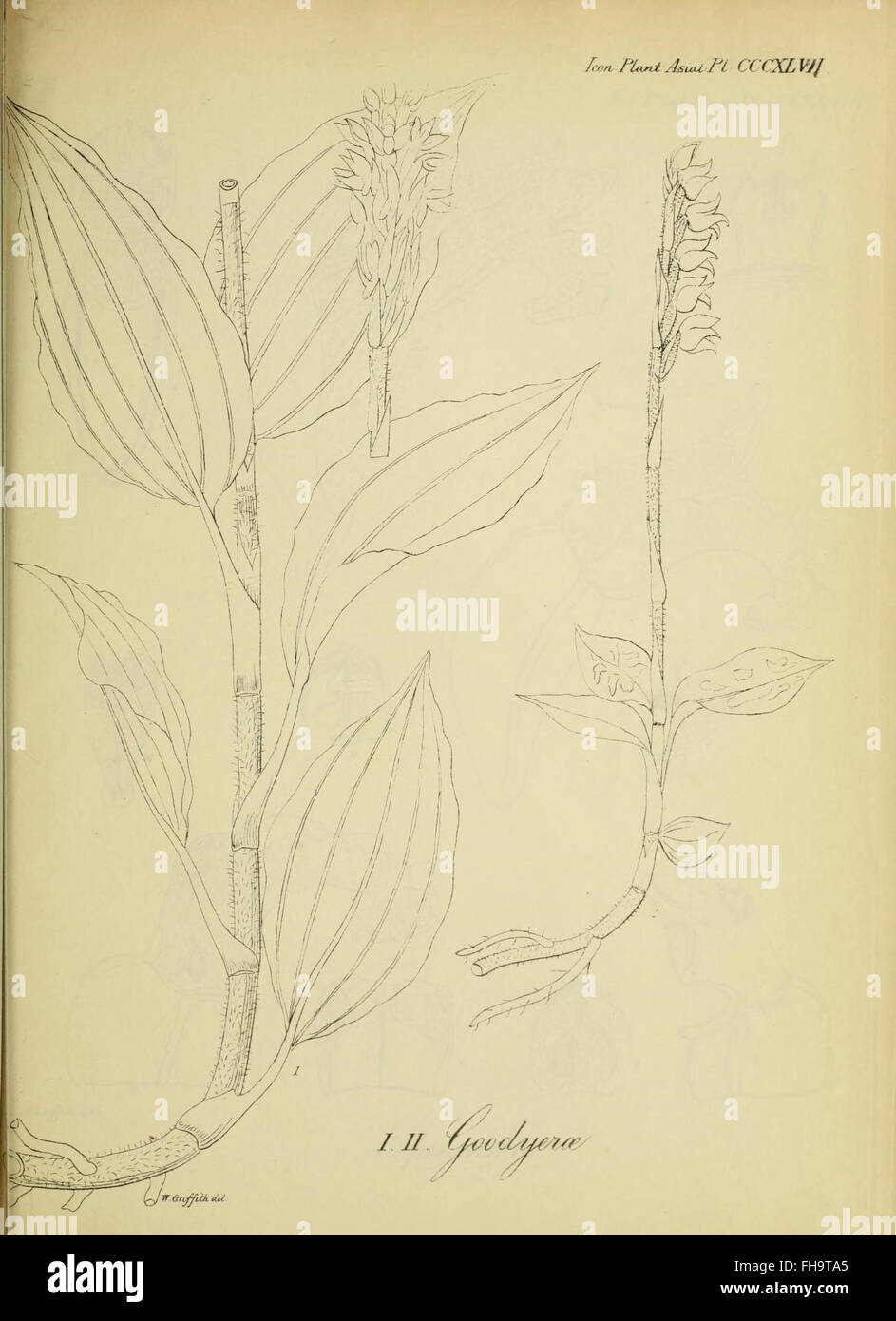A collection of botanical illustrations showcasing Asian plant species ...