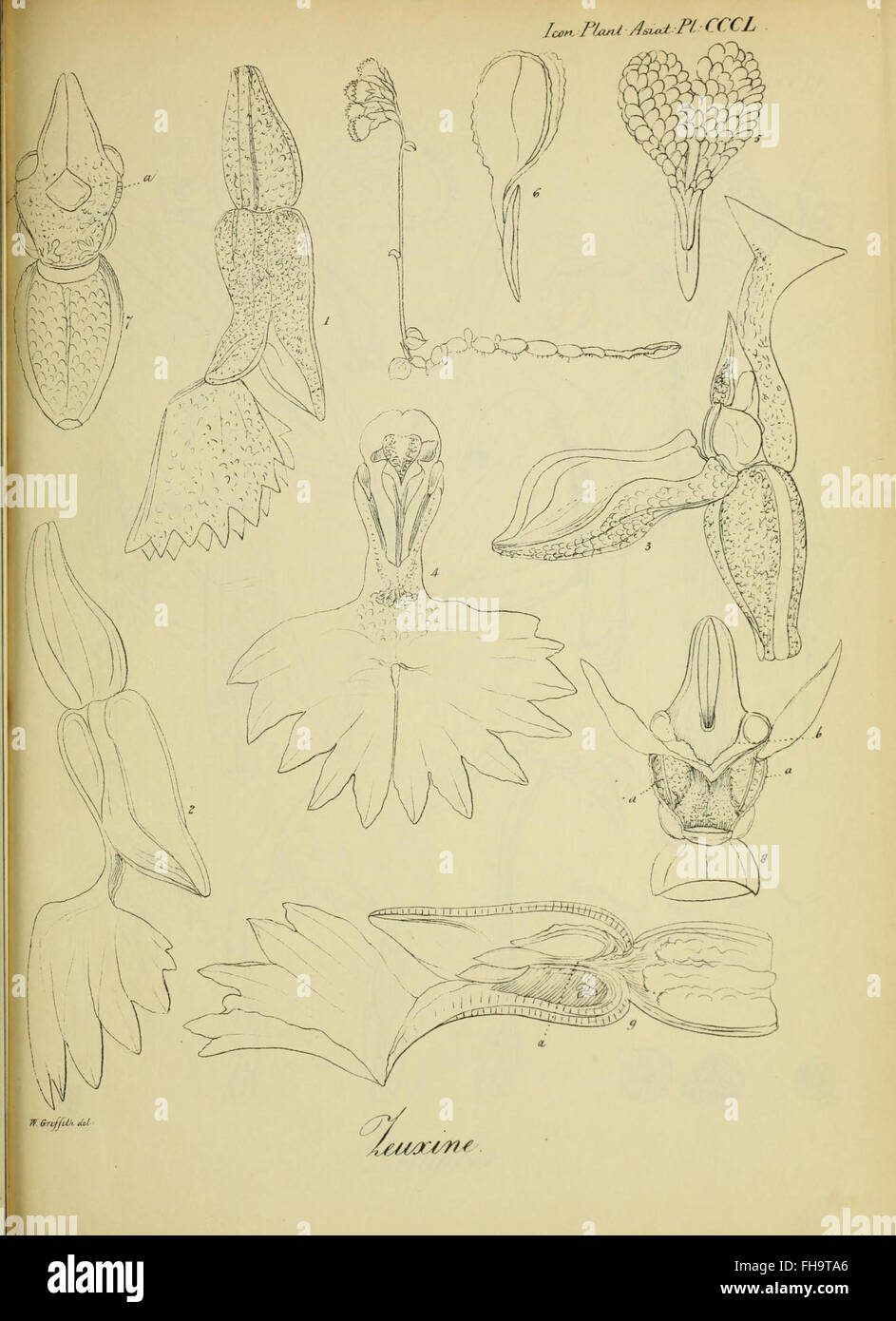 A botanical work featuring detailed illustrations and descriptions of ...