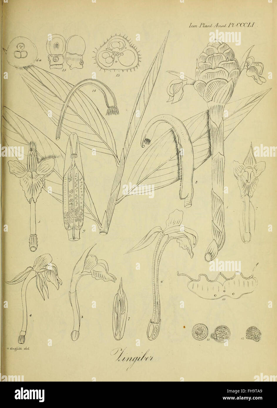 A detailed botanical study featuring illustrations of Asian plant ...