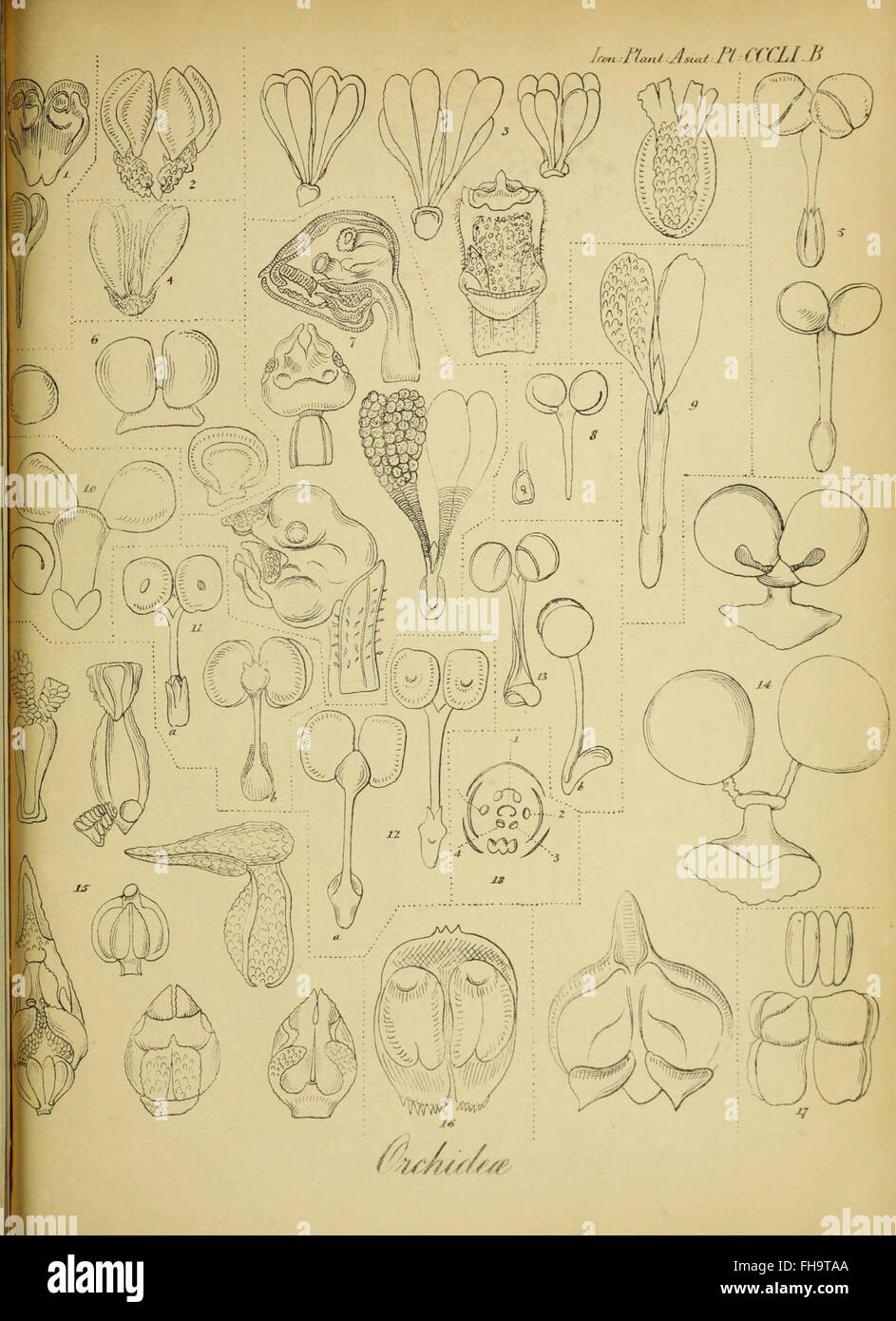 Icones plantarum asiaticarum, Asia Botany Harvard University Botany ...