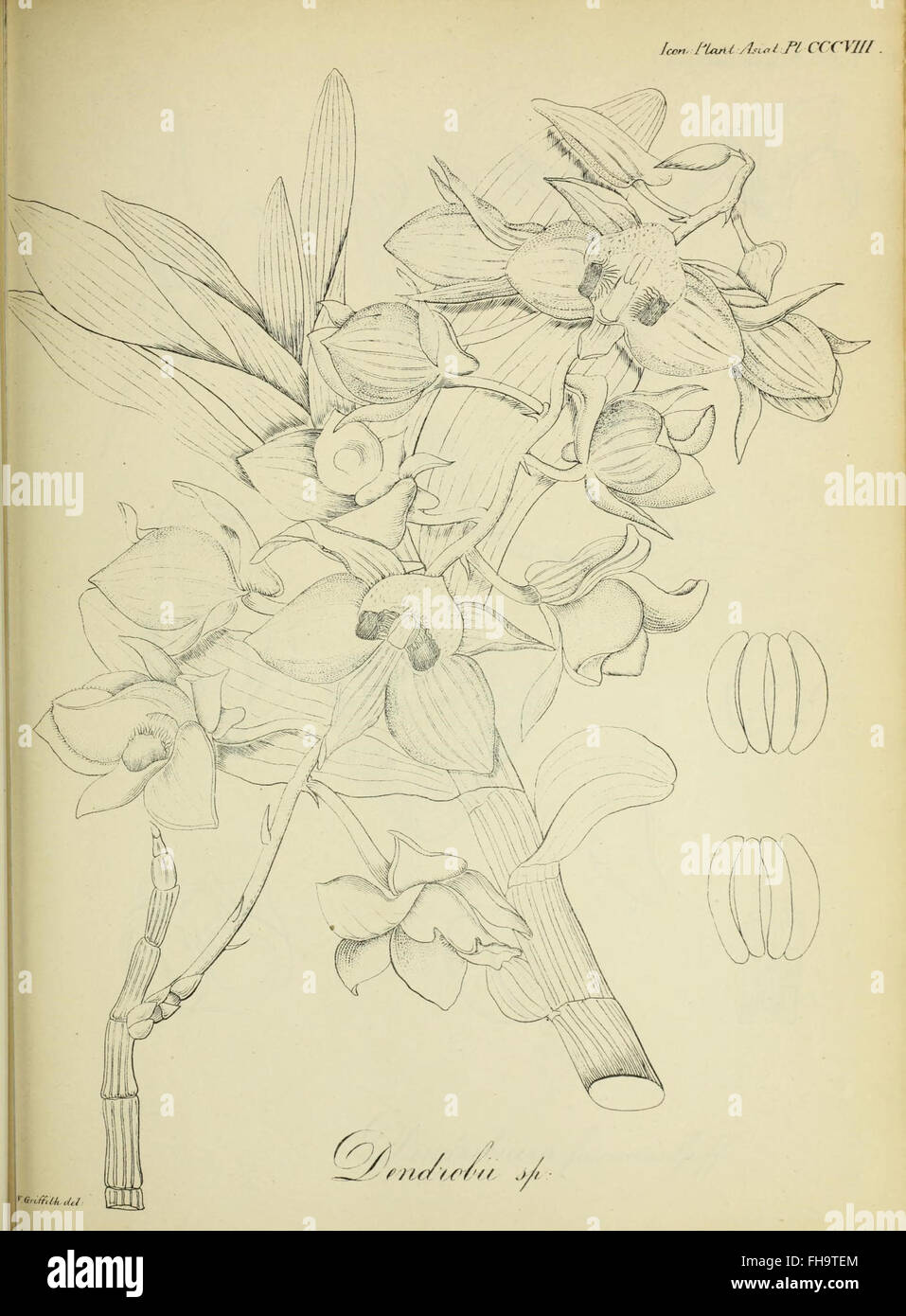 Illustrations of Asian plants from the Harvard University Botany ...