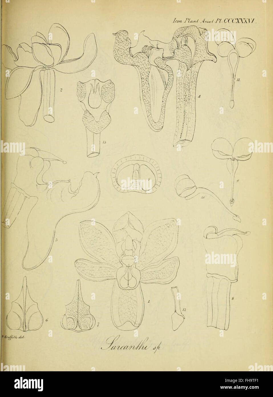 An iconic work on the plants of Asia, featuring detailed illustrations ...