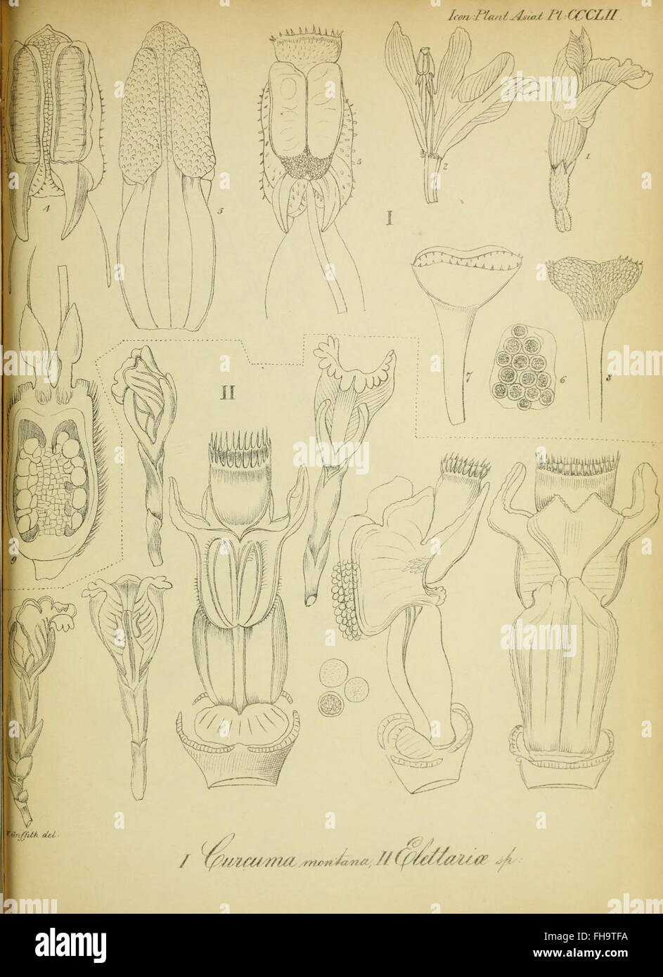 Icones Plantarum Asiaticarum, Asian Botany, Harvard University Botany ...