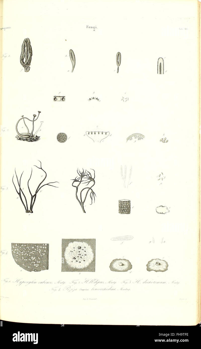 An illustrated work detailing the flora of Cuba, with a focus on plant ...