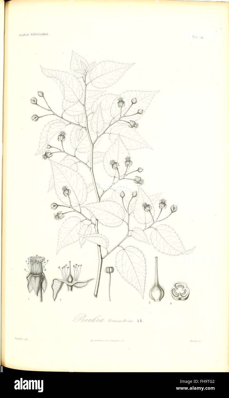 Illustrations of plants described in the flora of Cuba, showcasing the ...