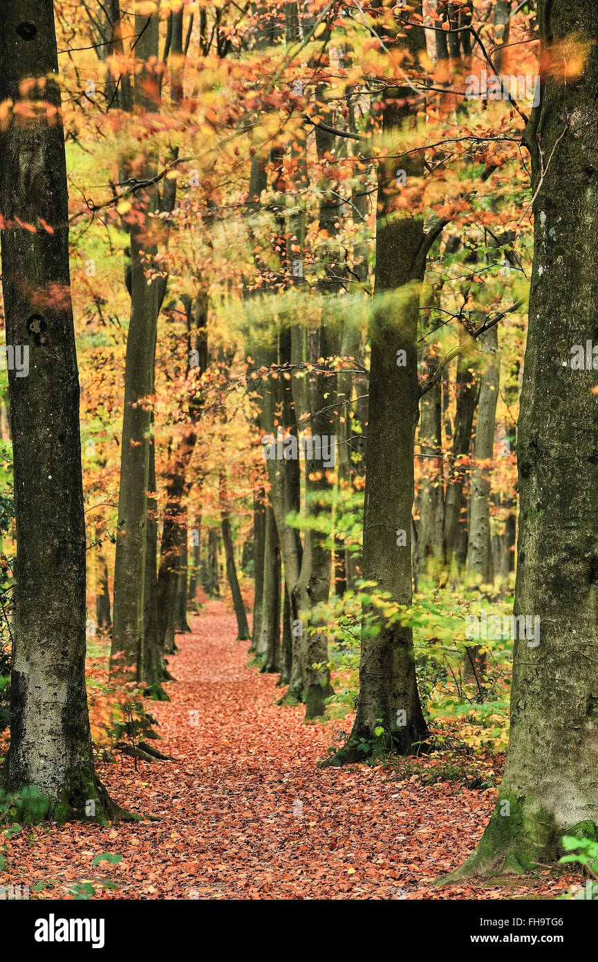 Colourful beech trees people autumn hi-res stock photography and images ...