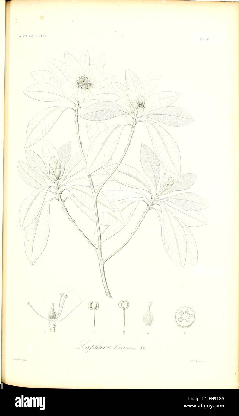 Icones Plantarum in Flora Cubana Descriptarum, A comprehensive ...