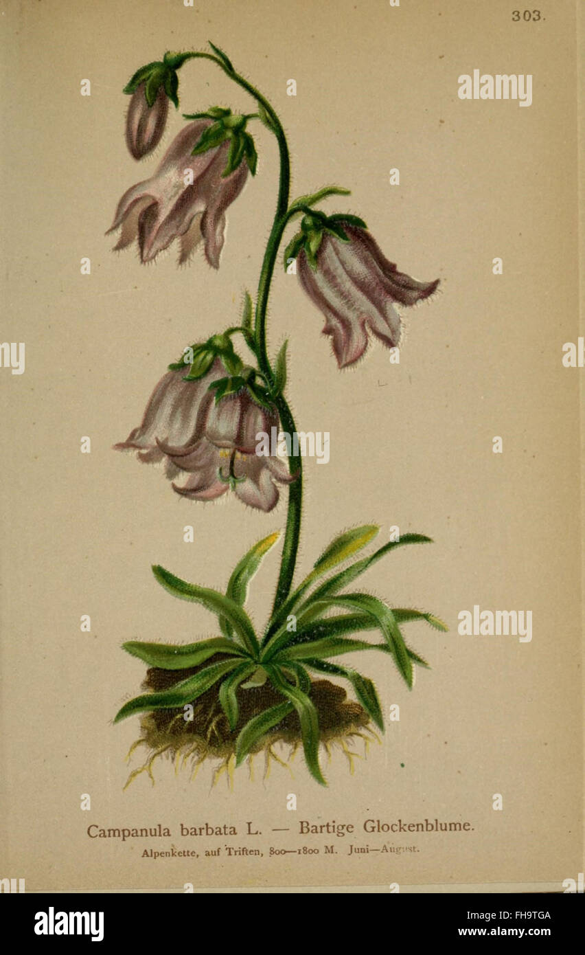 An atlas documenting the flora of the Alps, with detailed descriptions ...