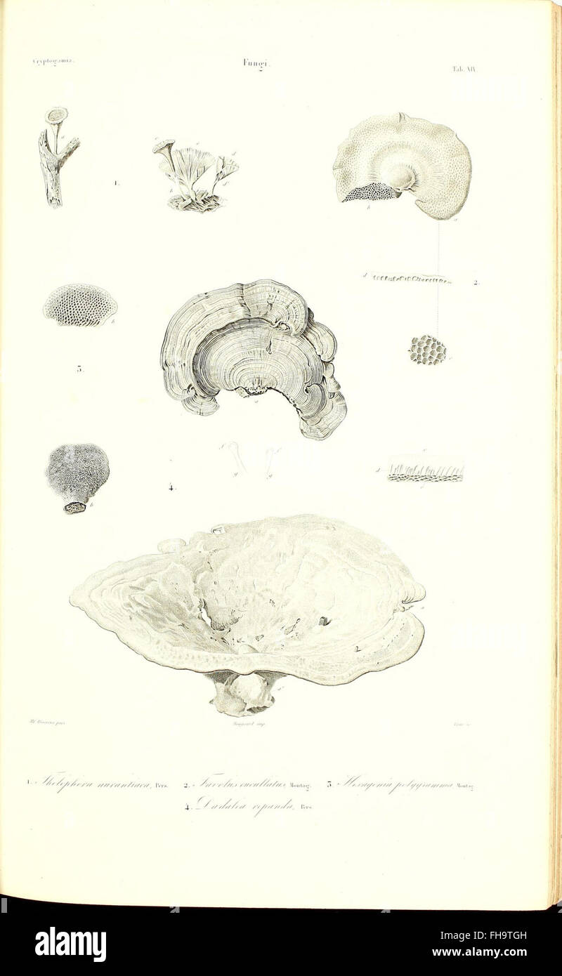A botanical work illustrating the flora of Cuba, focusing on plant ...