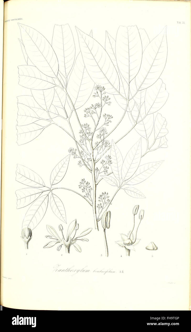 A botanical work depicting and describing the flora of Cuba, showcasing ...