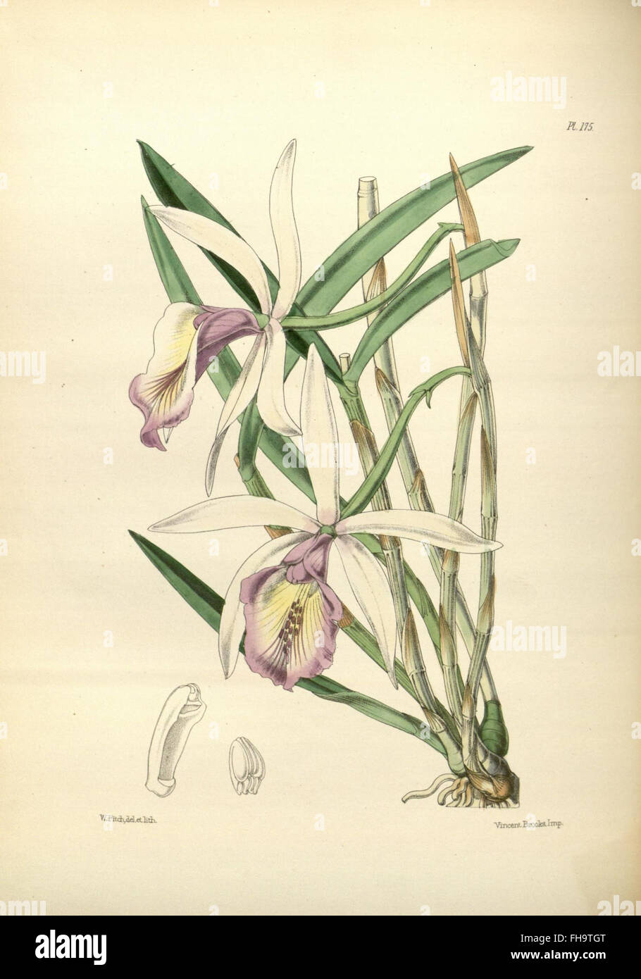 A comprehensive work celebrating the second century of orchid studies ...