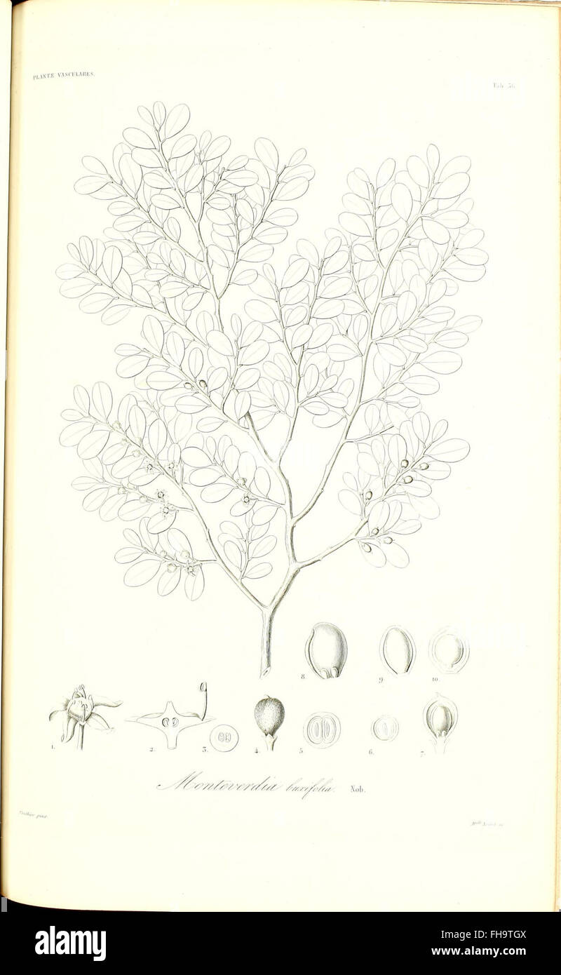 Illustrations of plants described in the flora of Cuba, showcasing ...