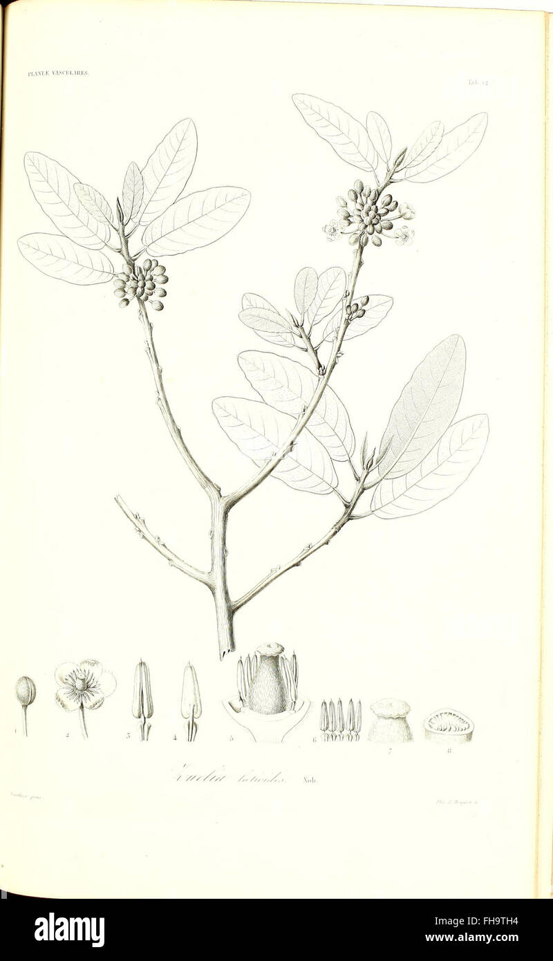 Icones Plantarum in Flora Cubana Descriptarum: A detailed exploration ...