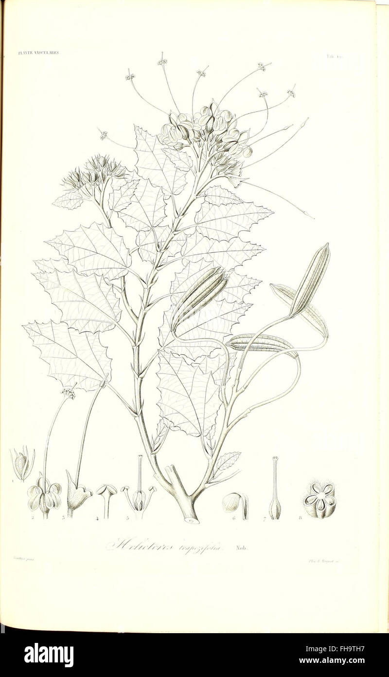 A botanical work illustrating the plant species of Cuba, showcasing the ...