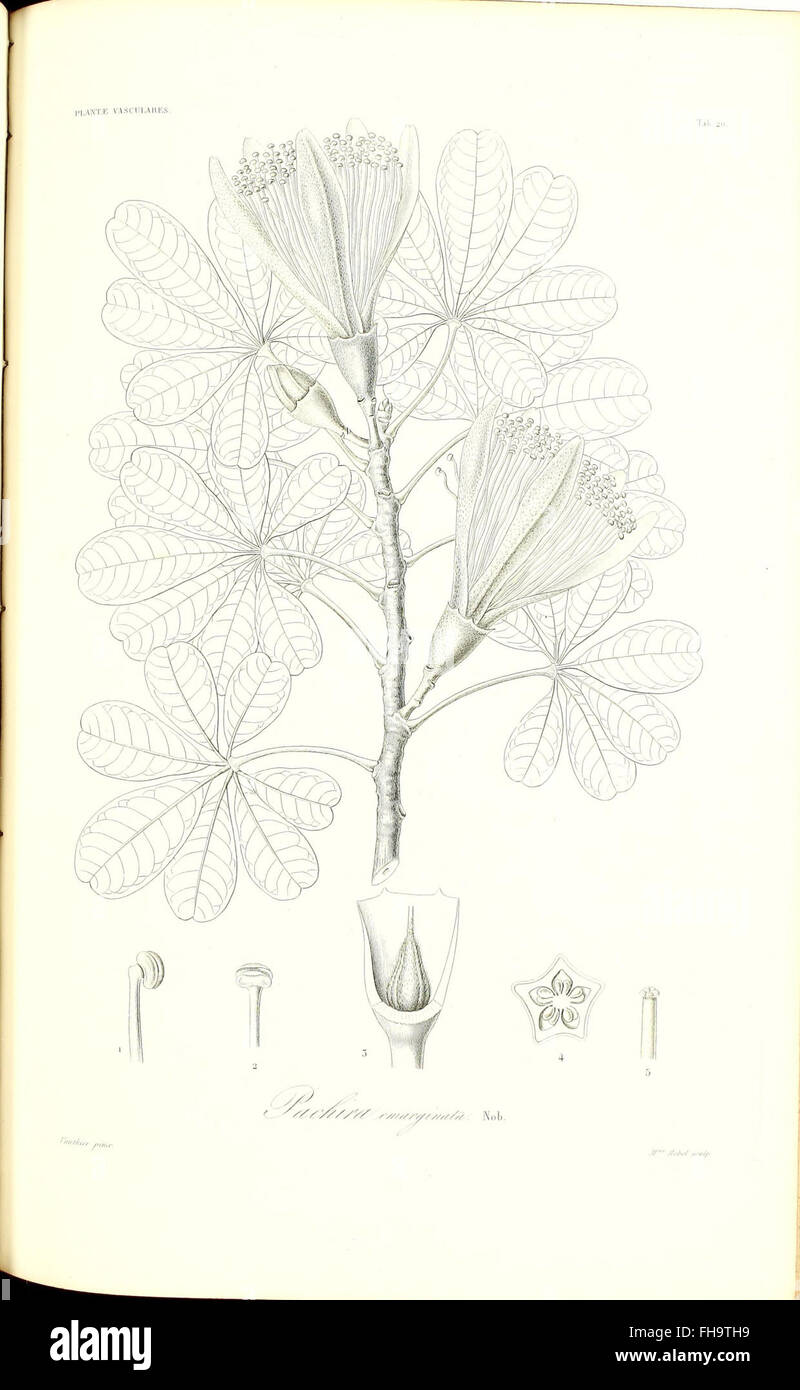Illustrations of Plants Described in the Cuban Flora, a botanical ...