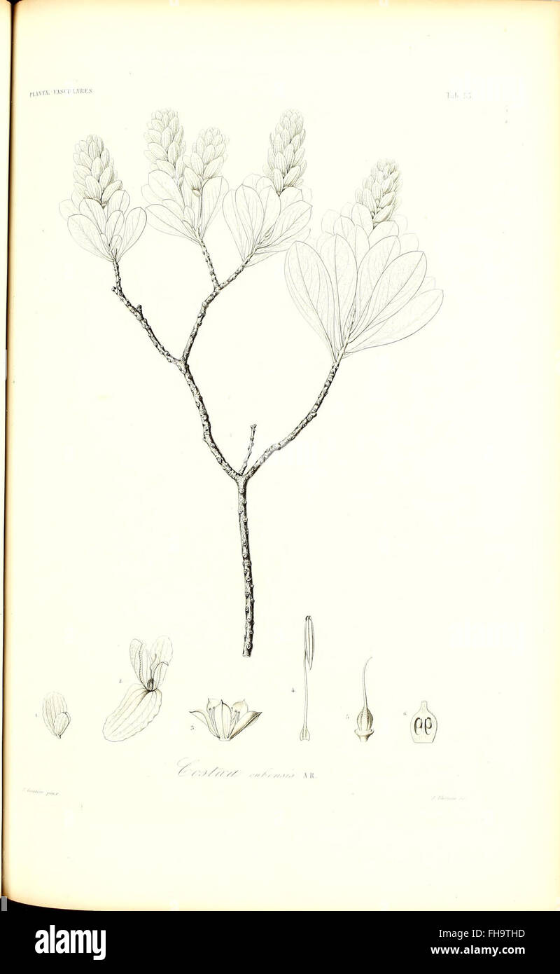 A botanical work depicting the plants described in the flora of Cuba ...