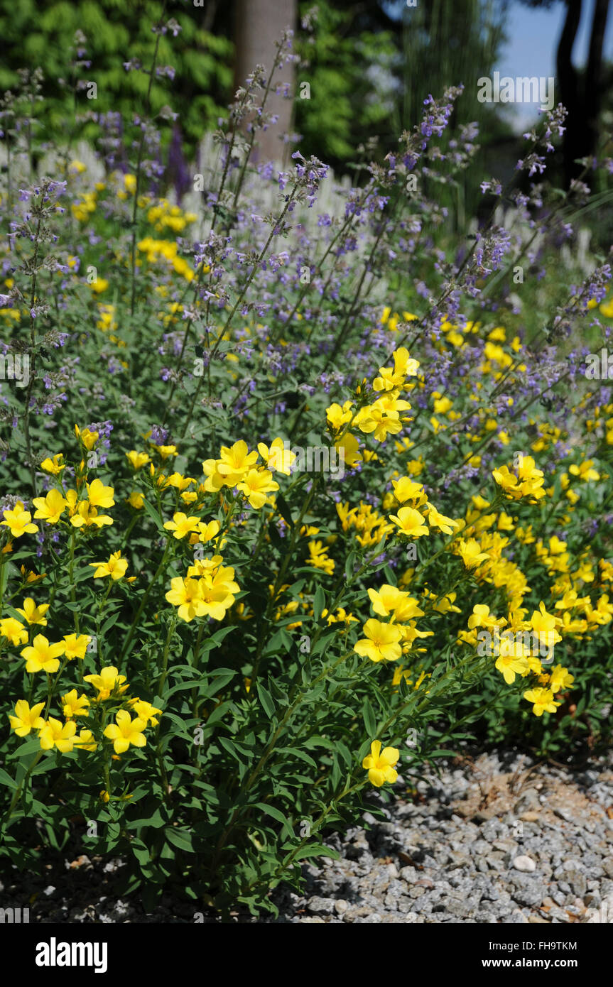Yellow flowers golden flax linum hi-res stock photography and images ...