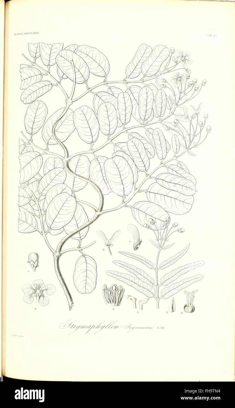 'Icones Plantarum in Flora Cubana' is a botanical study of plant ...