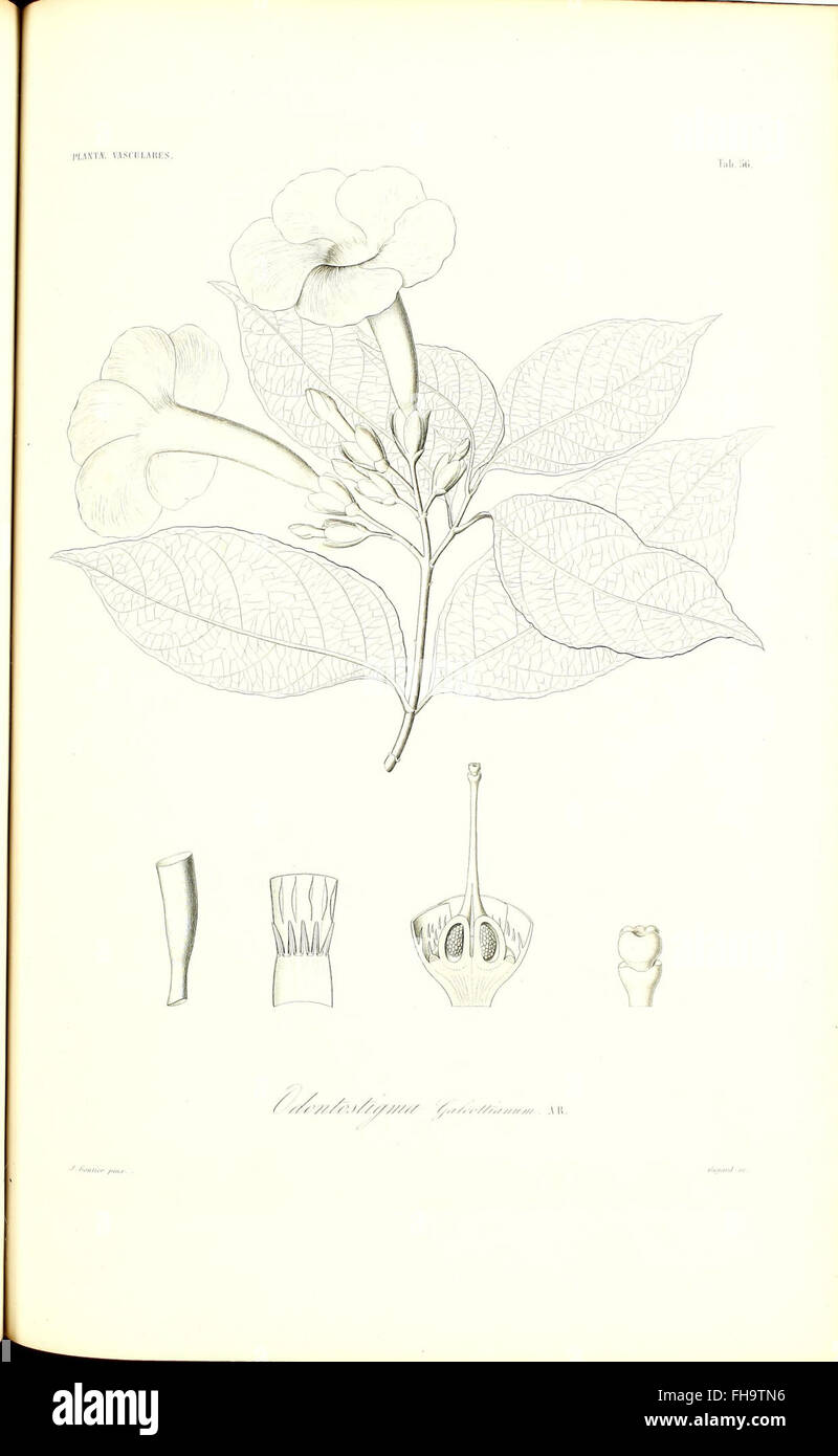 A botanical work describing the plant species of Cuba, featuring ...
