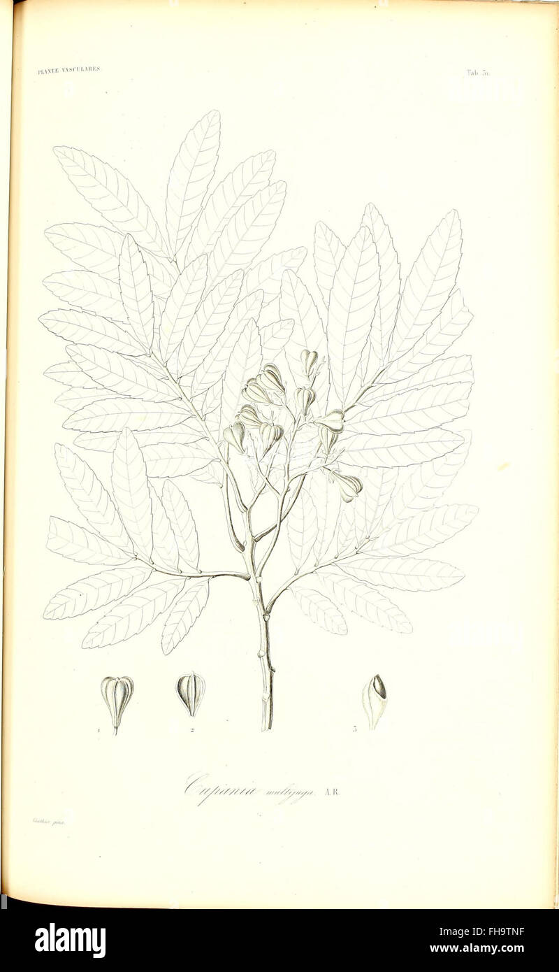Icones plantarum in flora Cubana descriptarum, a pictorial work ...