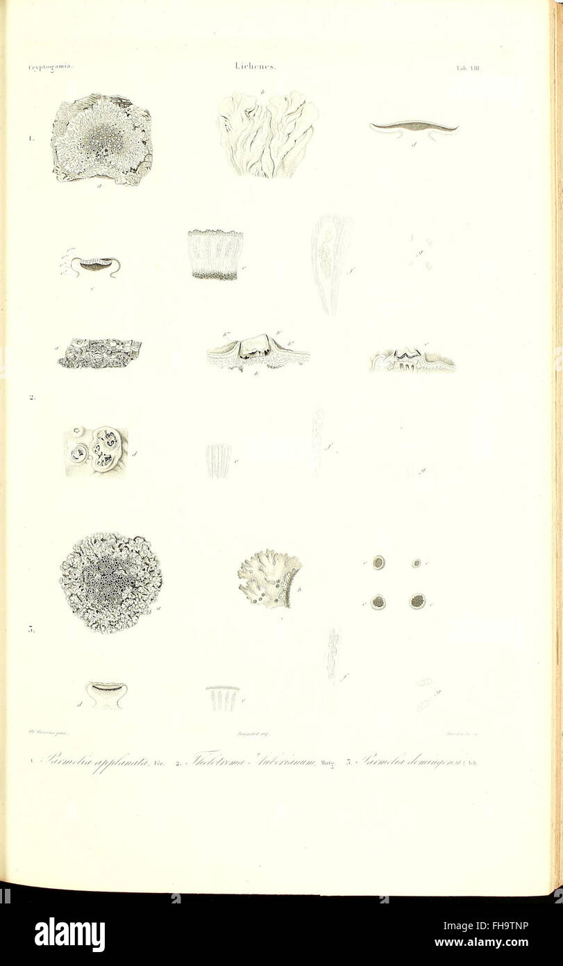 A botanical work depicting the plants described in Cuba's flora ...