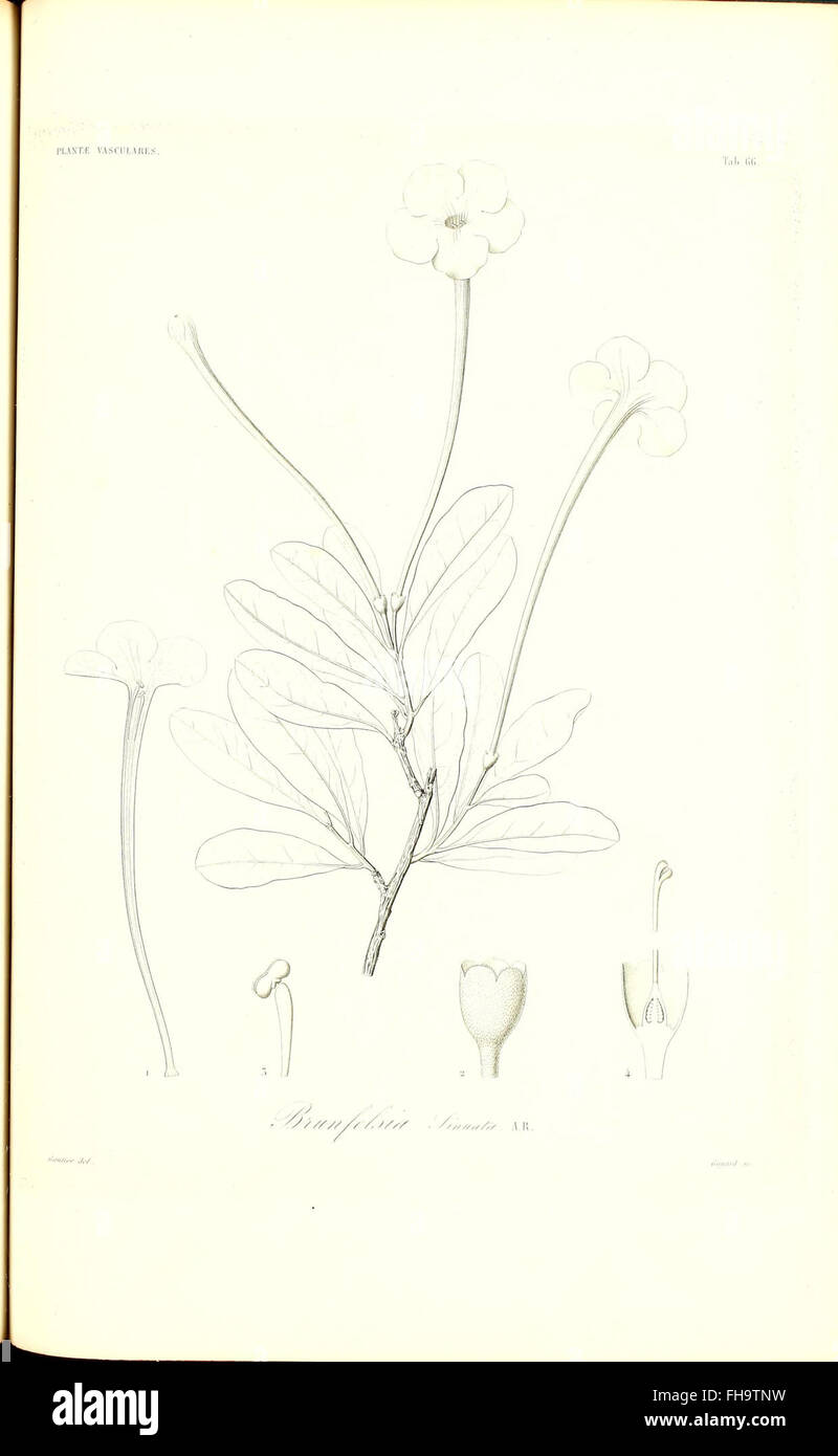 A botanical work illustrating and describing the plants of Cuba ...