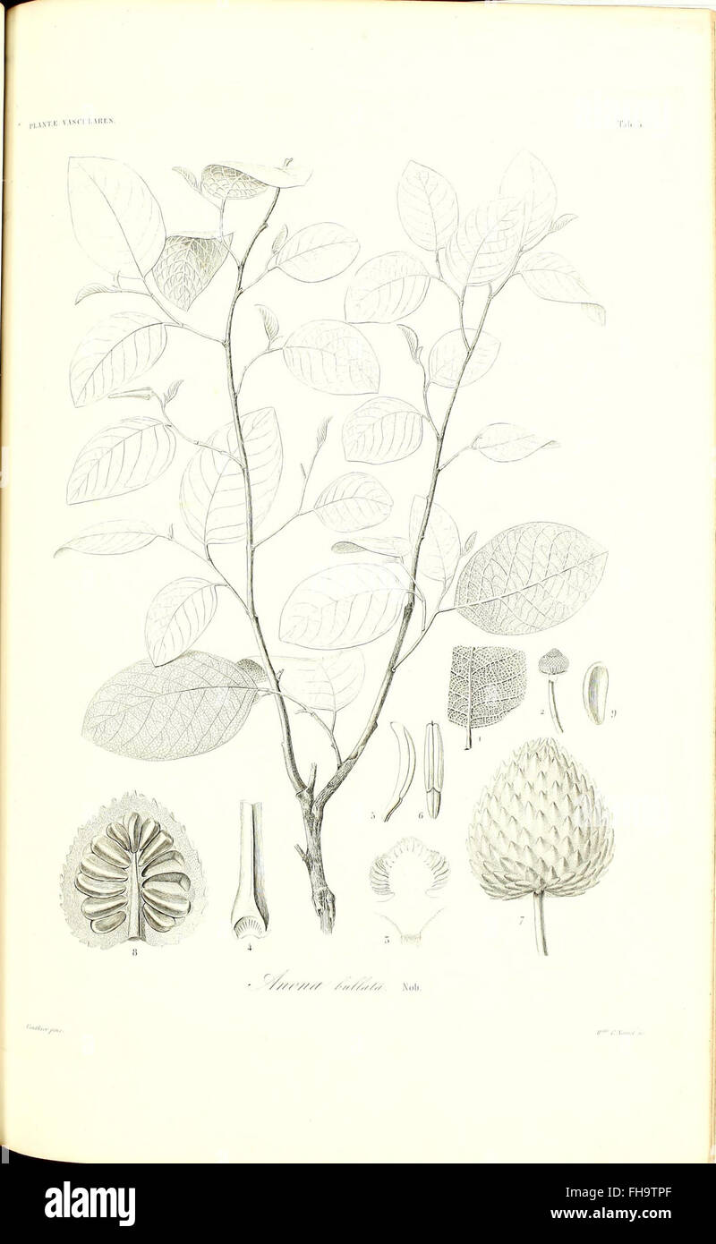 A collection of botanical illustrations of Cuban flora, providing ...