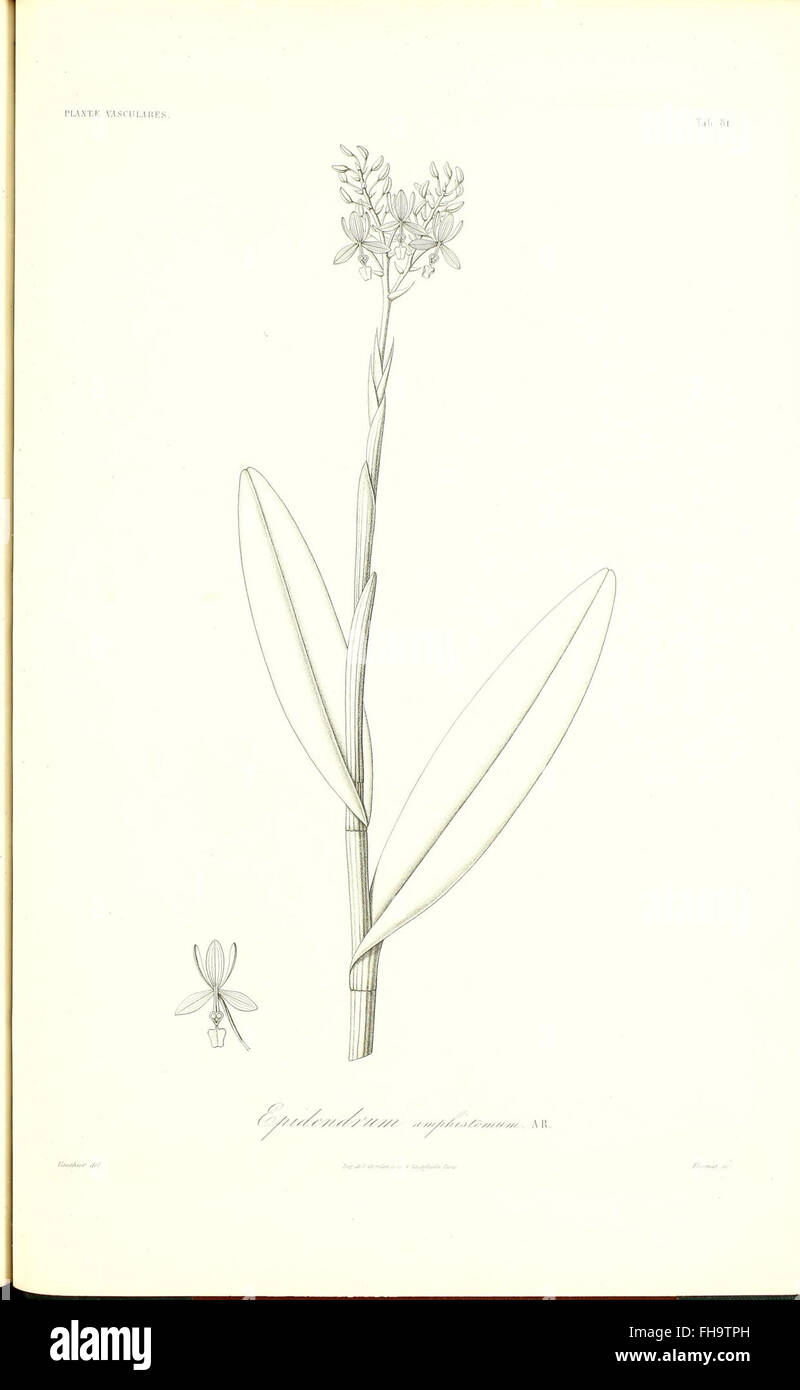 Icones plantarum in flora Cubana is a botanical work describing the ...