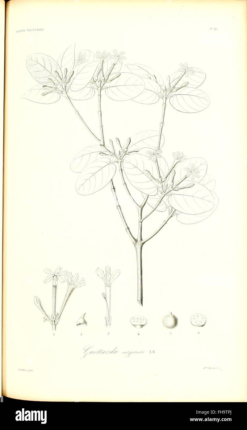 Icones Plantarum in Flora Cubana Descriptarum, a pictorial work on the ...