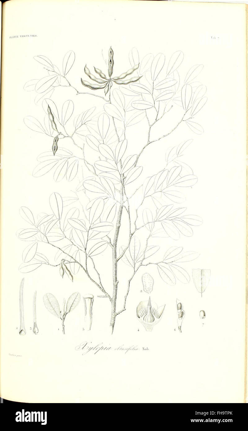 A botanical work documenting the plants of Cuba, with detailed ...