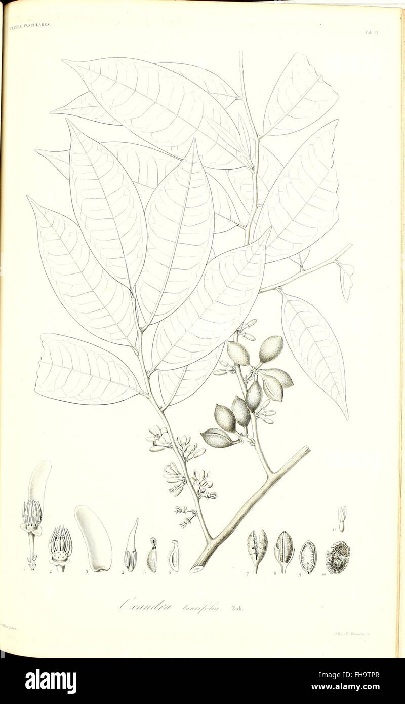 Icones plantarum in flora Cubana descriptarum, a botanical work ...