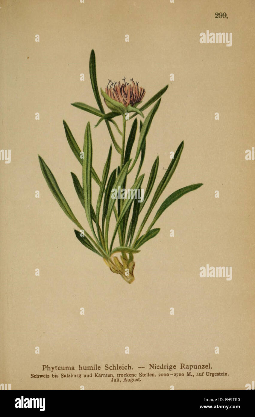 A detailed botanical atlas of the flora of the Alps, showcasing ...