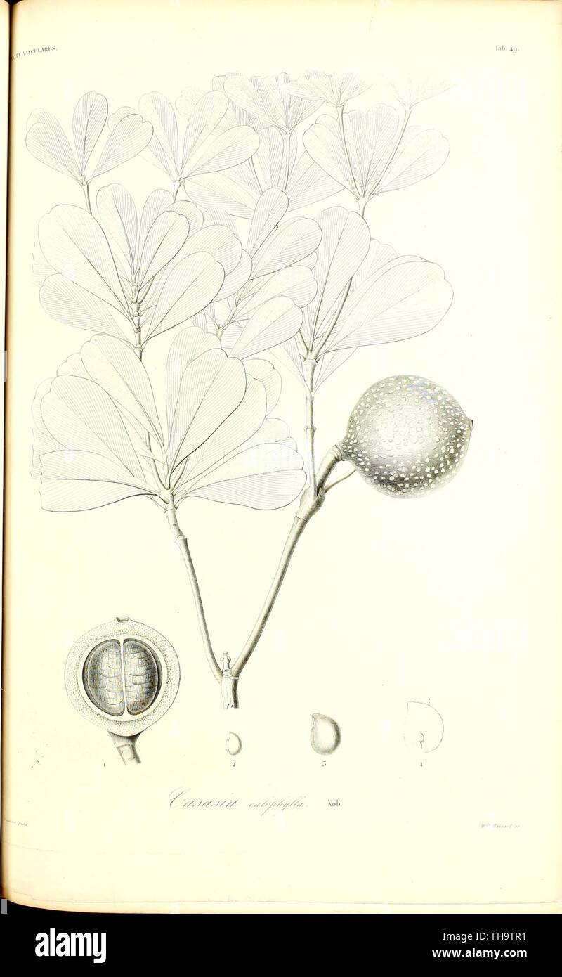 A botanical work illustrating and describing the plants of Cuba ...