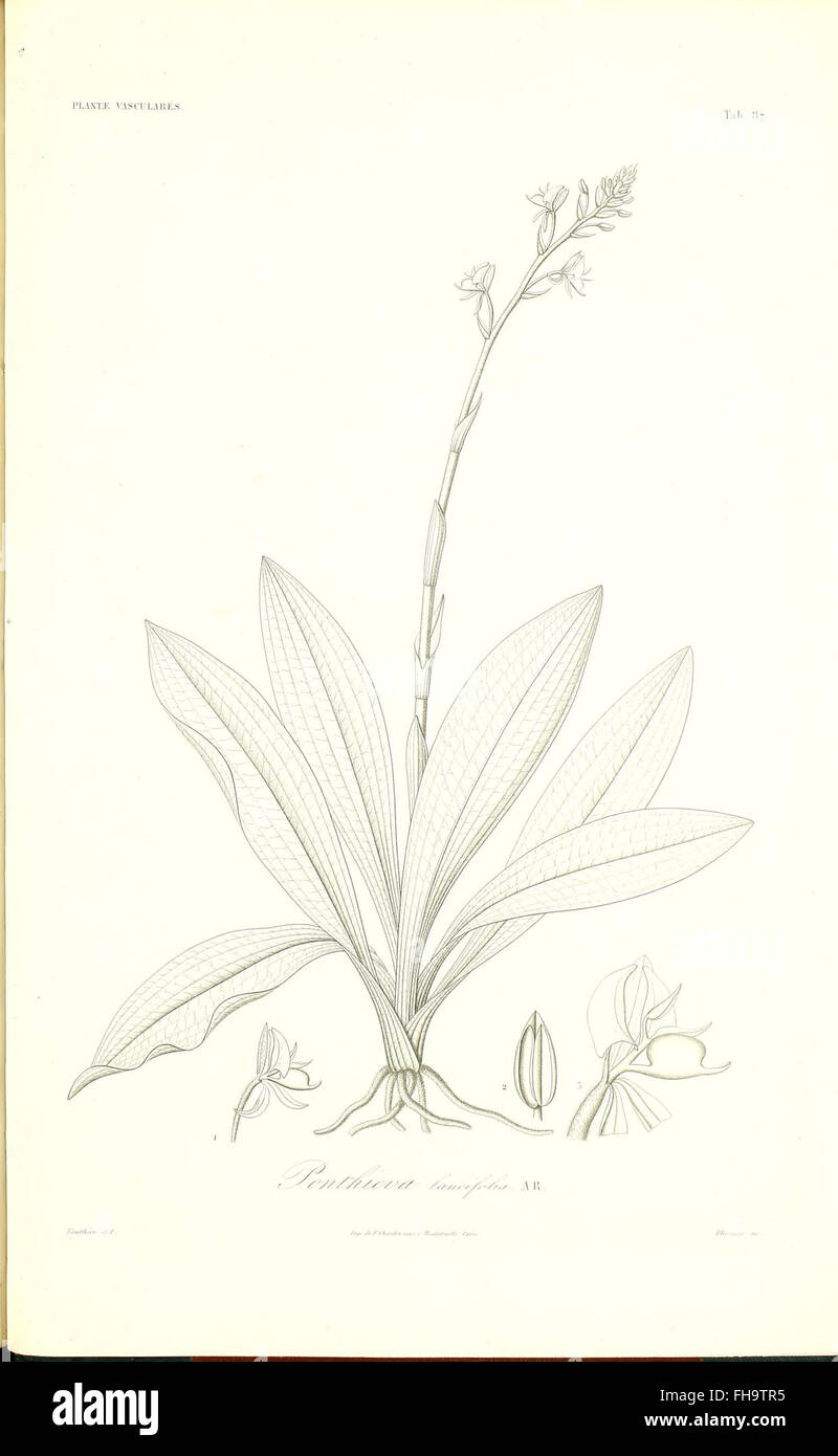 Icones Plantarum in Flora Cubana Descriptarum is a botanical work ...